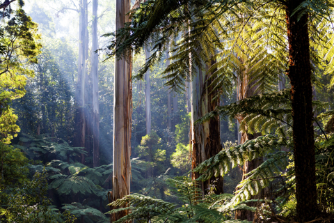 Soundscape: Forest echoes